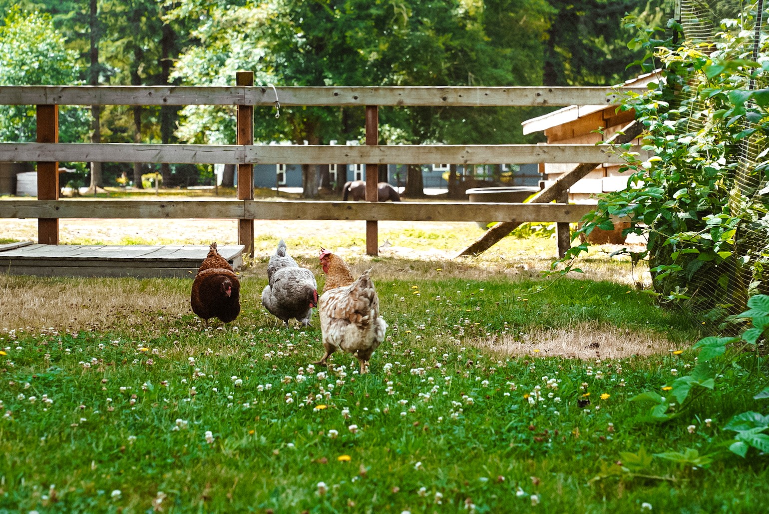 Your Backyard is a Perfect Nature Based Learning Center – Sequoia’s ...